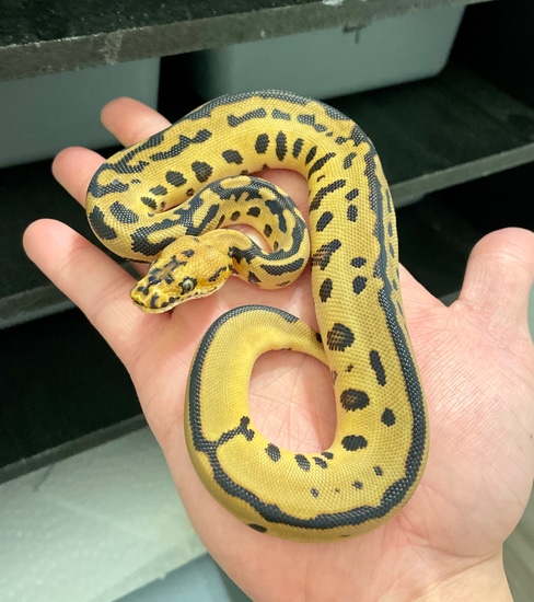 Batman Ball Python by HD Ball Pythons