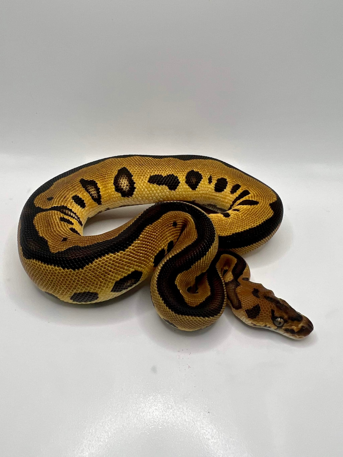 YB Leo Clown 66%het Pied Ball Python by HD Ball Pythons - MorphMarket