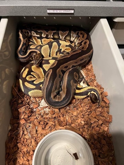 ODYB 66% Utramel Ball Python by HD Ball Pythons