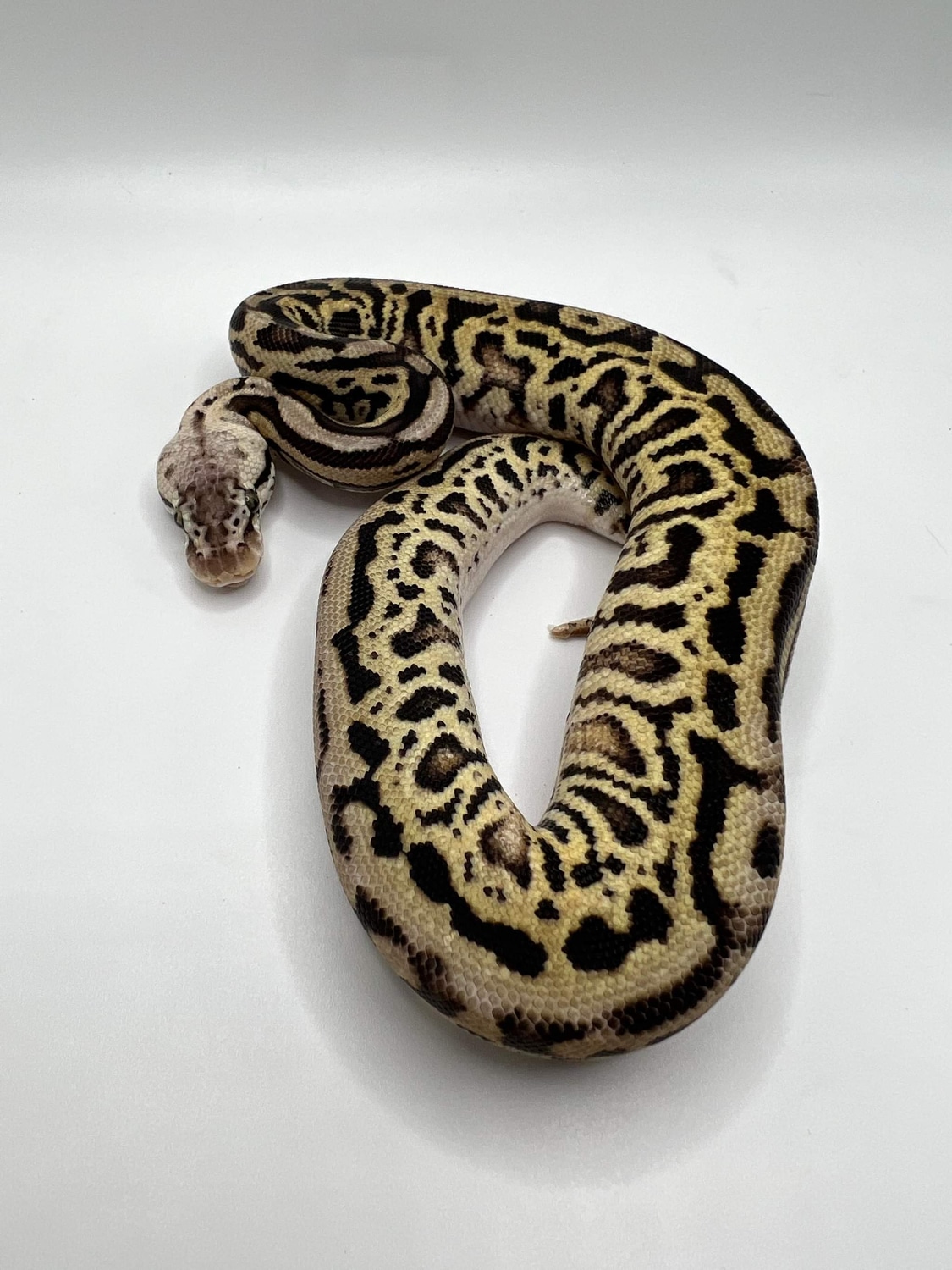 Pastel Het Batman Ball Python by HD Ball Pythons - MorphMarket