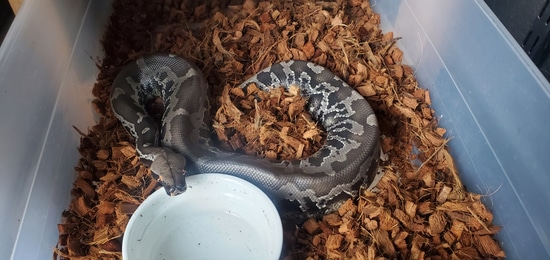 Chrome Head Sumatran Short-Tailed Python by Iconic Xotics