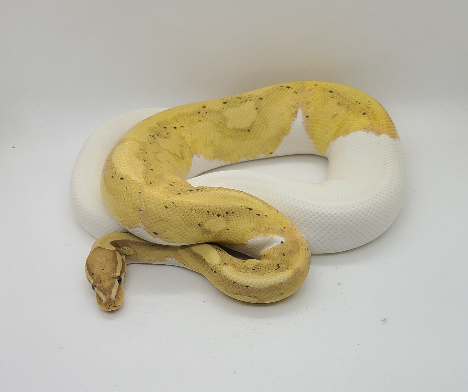 Banana Pied (Proven Breeder) Ball Python by Chain Reaction Exotics ...