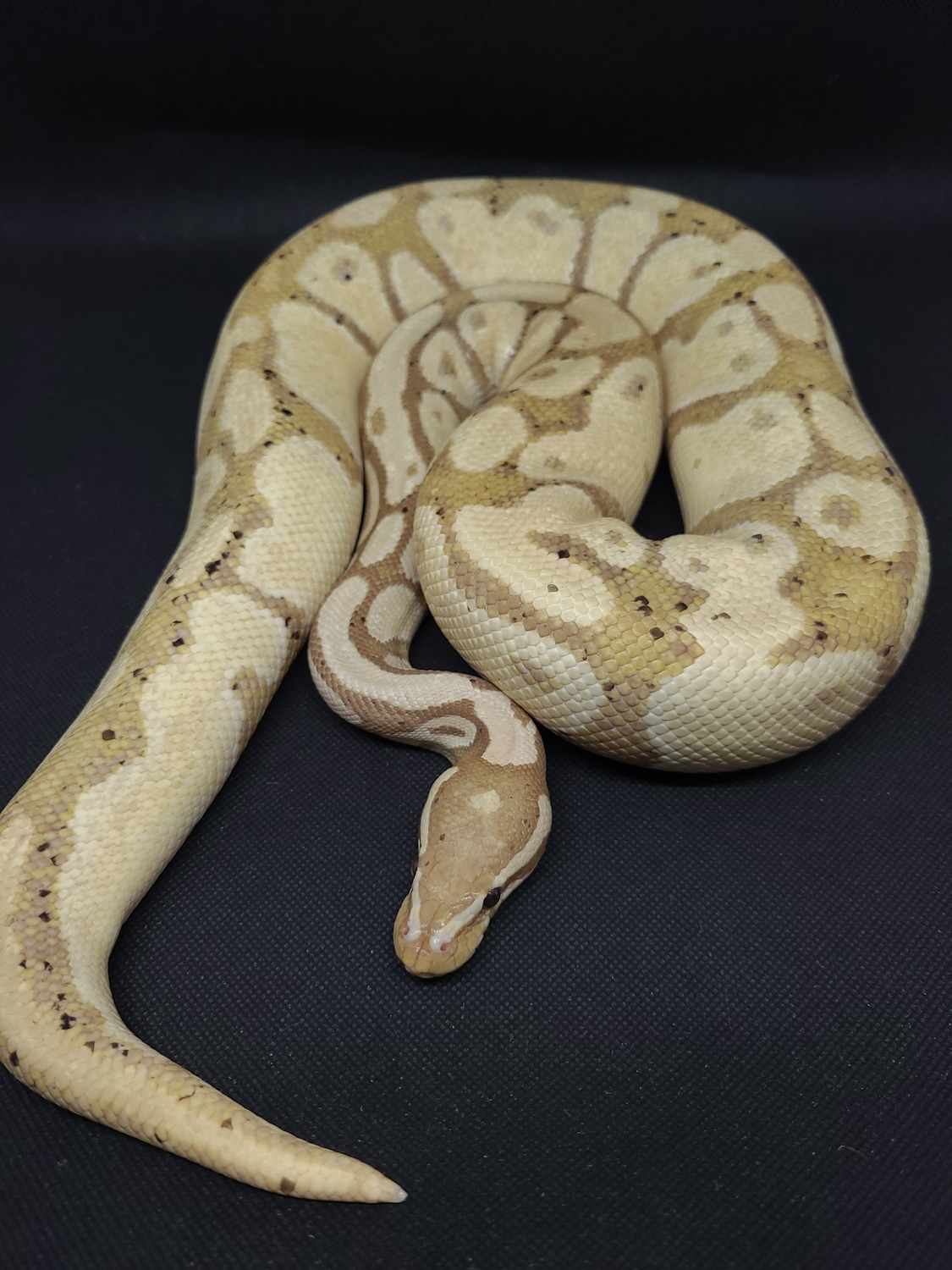 Banana Het Pied (Proven Breeder) Ball Python by Chain Reaction Exotics ...