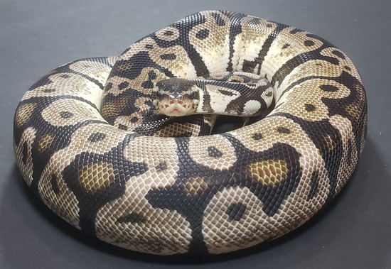 Pastel TSK Axanthic Ball Python by Chain Reaction Exotics