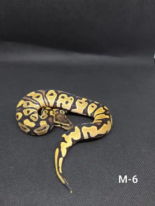 OD YB 50% DH Clown/Pied Ball Python by Chain Reaction Exotics - MorphMarket