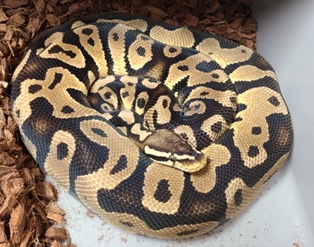 Pastel Gravel Ball Python by Chain Reaction Exotics - MorphMarket