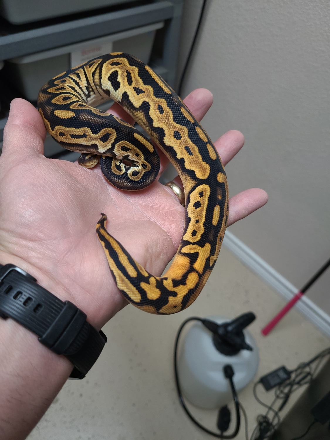 OD YB Black Pastel Het Clown Pied Ball Python by Chain Reaction Exotics - MorphMarket