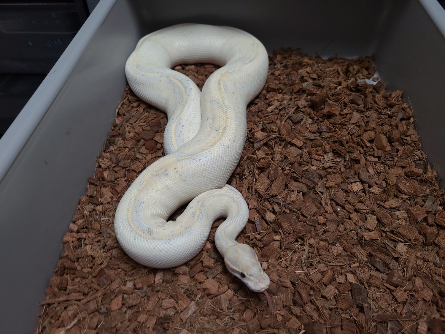 Highway Ball Python by Chain Reaction Exotics - MorphMarket