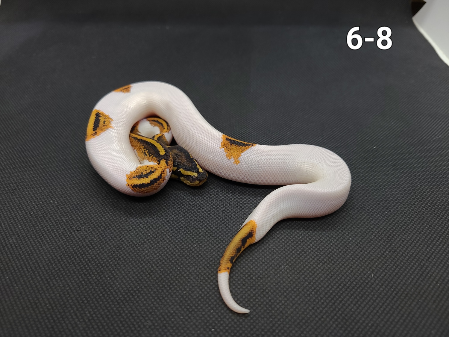 YB Pied Ball Python by Chain Reaction Exotics - MorphMarket