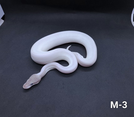 BEL (Super Mojave) Poss Pinstripe Ball Python by Chain Reaction Exotics
