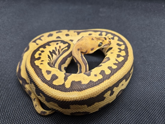 Mojave Batman Ball Python by Chain Reaction Exotics