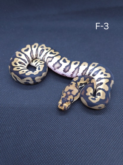 Spotnose Clown Ball Python by Chain Reaction Exotics