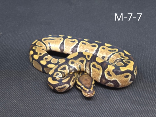 Trojan Het Hypo 50% Het Clown Ball Python by Chain Reaction Exotics