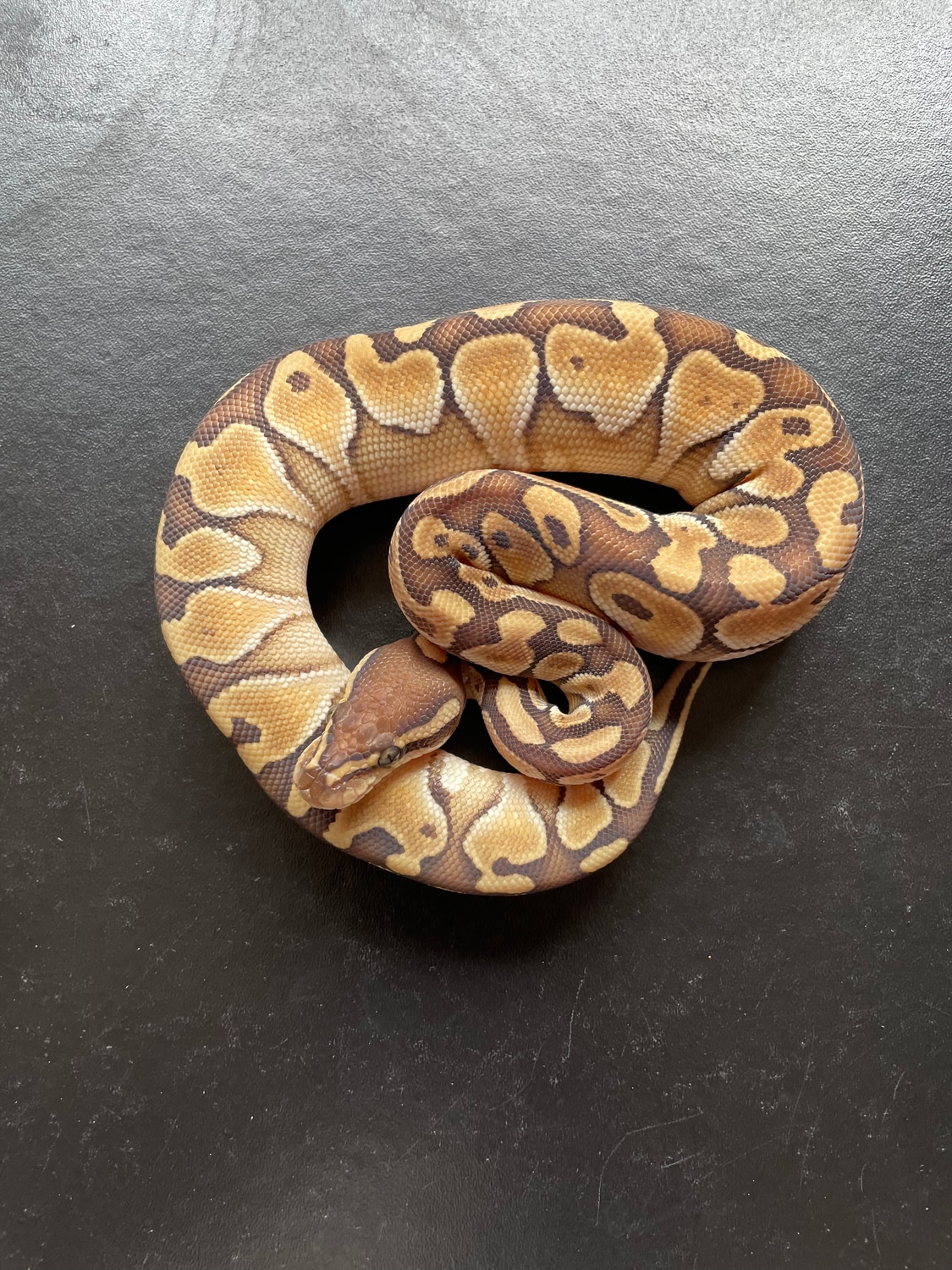 Het Hypo Lesser Ball Python by Slippy Snakes - MorphMarket