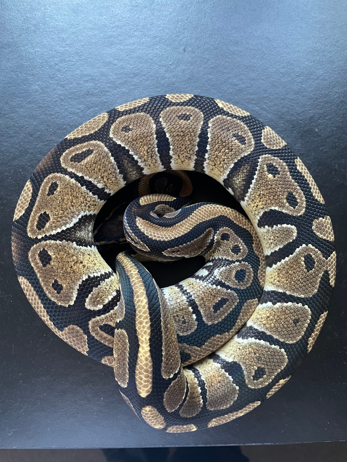 Normal Ball Python by Slippy Snakes - MorphMarket