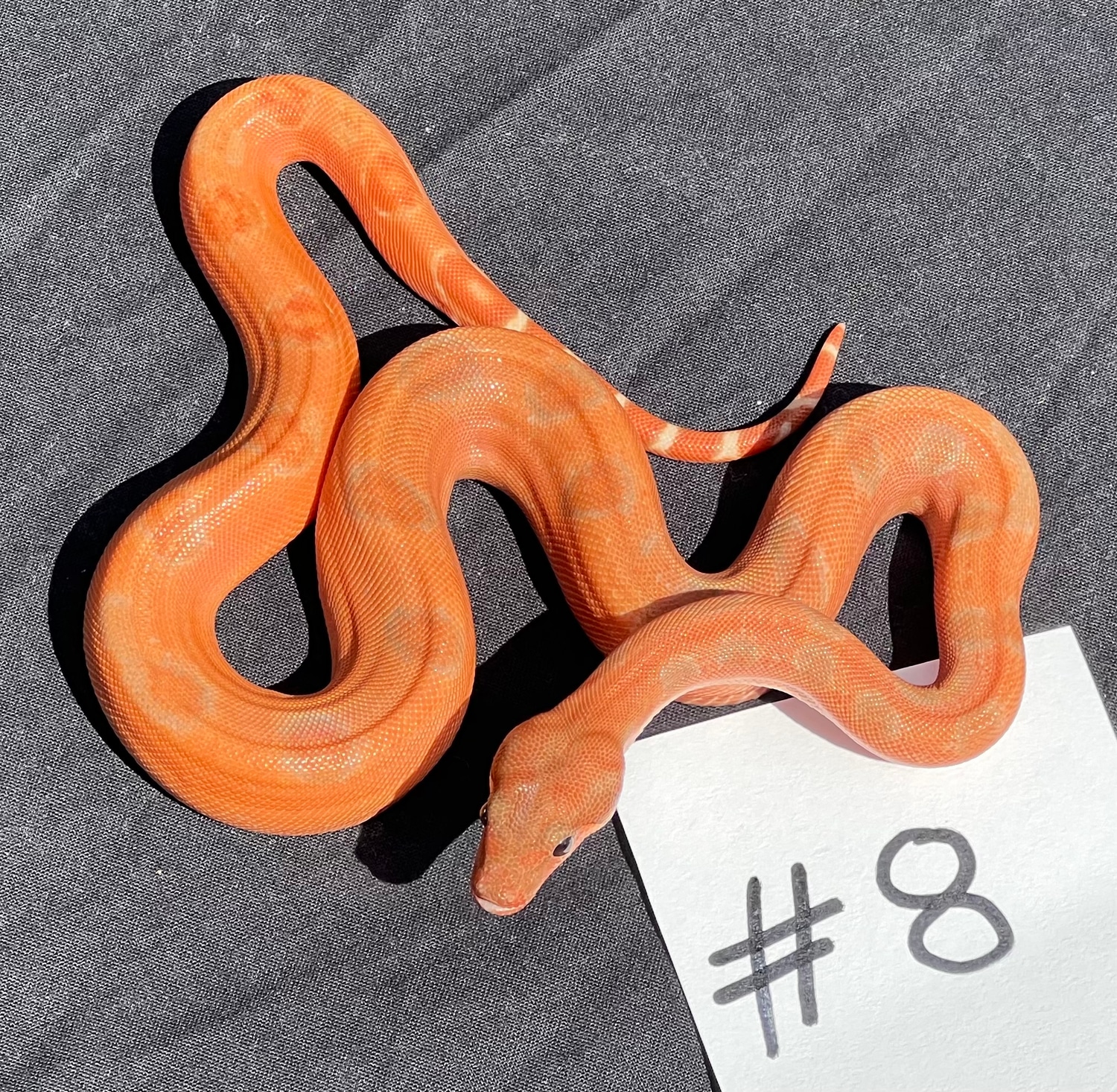 Sunglow (Poss Super) T+ Honduras Leopard Boa Constrictor by Dannys ...