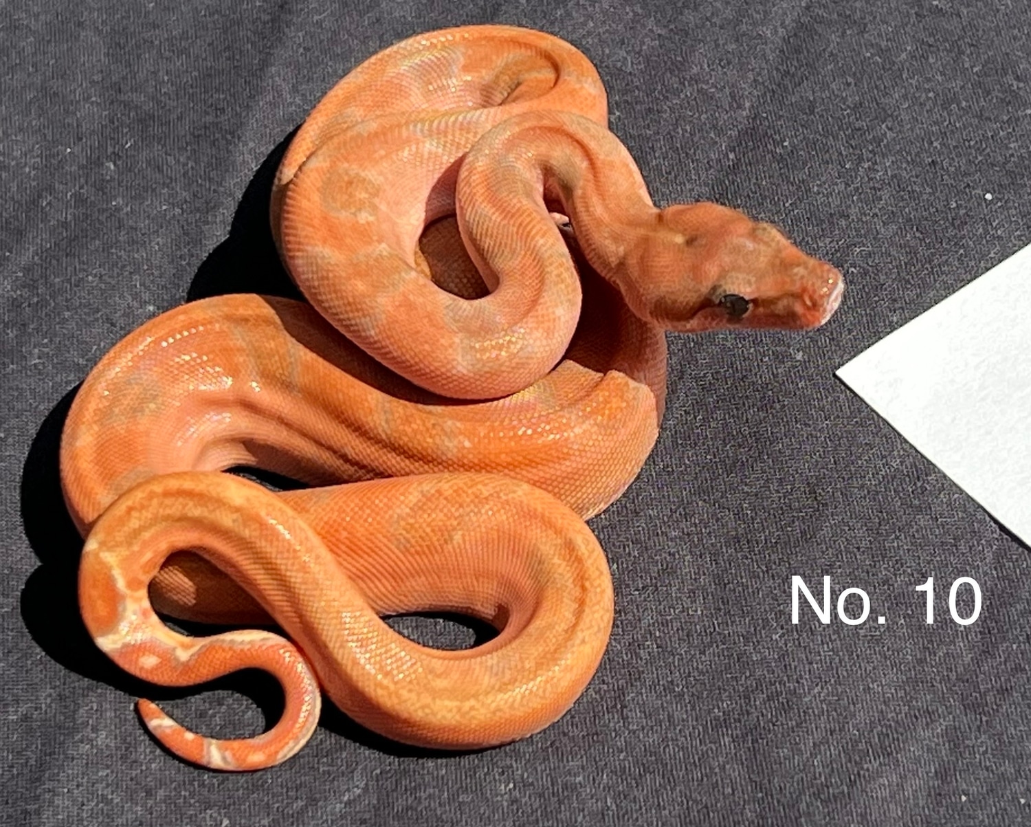 Sunglow (Poss Super) T+(Hond) Leopard Boa Constrictor by Dannys ...