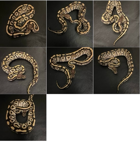 1.4 Mojave And 1.1 Mystic Group Ball Python by Weird_Science_Morphs