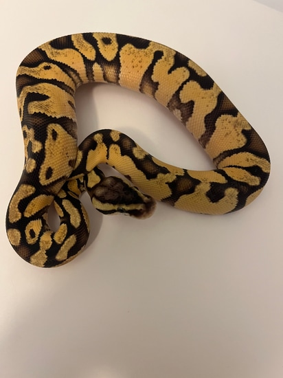 Pastel Enchi 66% Het Puzzle Ball Python by Weird_Science_Morphs