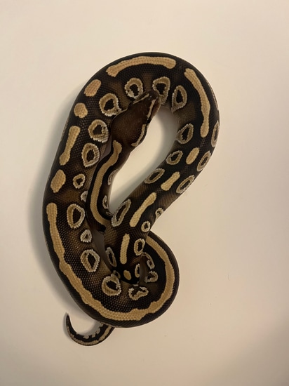 Mojave Ball Python by Weird_Science_Morphs