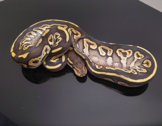Black Magic Ball Python by Missing Link Reptiles