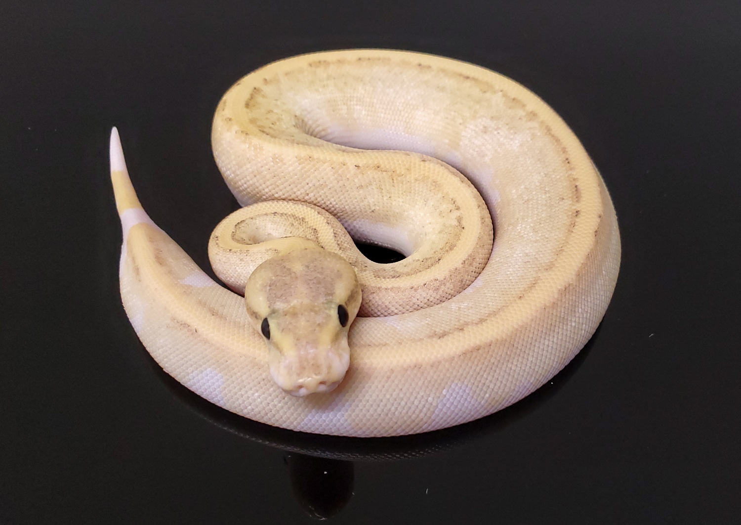 Disco Inferno Pin Mojave Enchi Ball Python by Missing Link Reptiles - MorphMarket