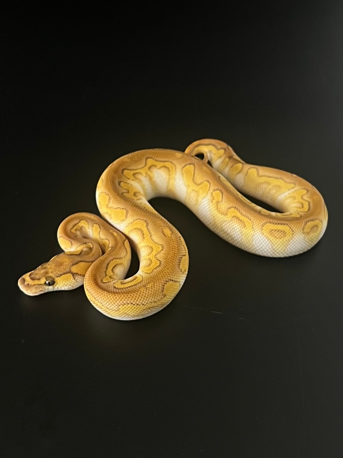 Butter Hurricane Redstripe Clown Ball Python by Drs Reptiles - MorphMarket