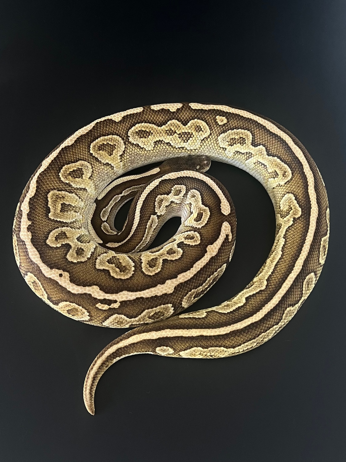 Proven Black Pastel Lesser Ball Python by Drs Reptiles - MorphMarket