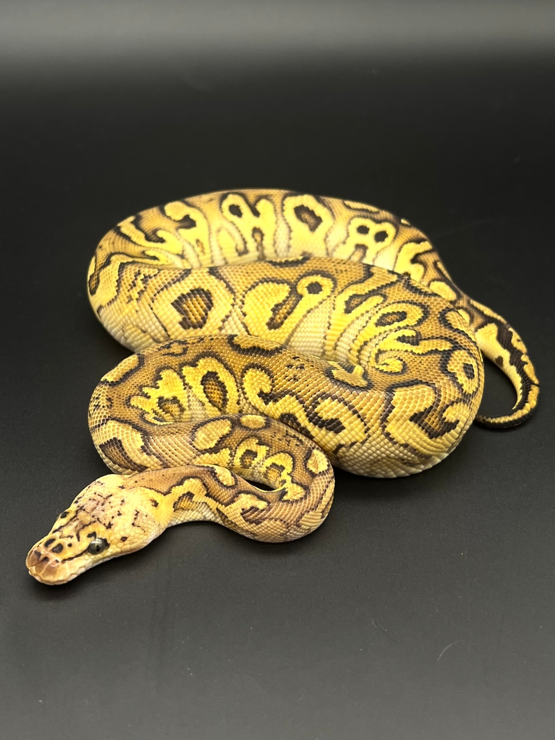 Hurricane Redstripe Pastel Clown Ball Python by Drs Reptiles - MorphMarket
