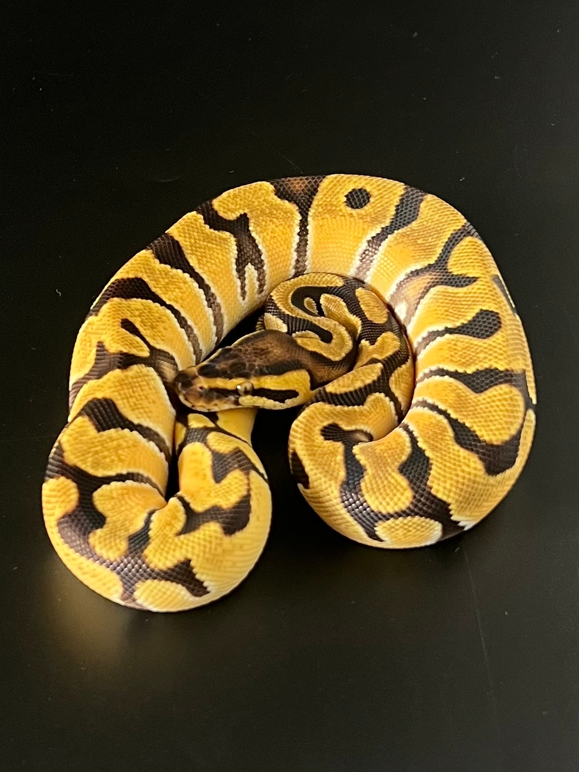 Orange Dream Enchi Het Clown Ball Python by Drs Reptiles - MorphMarket