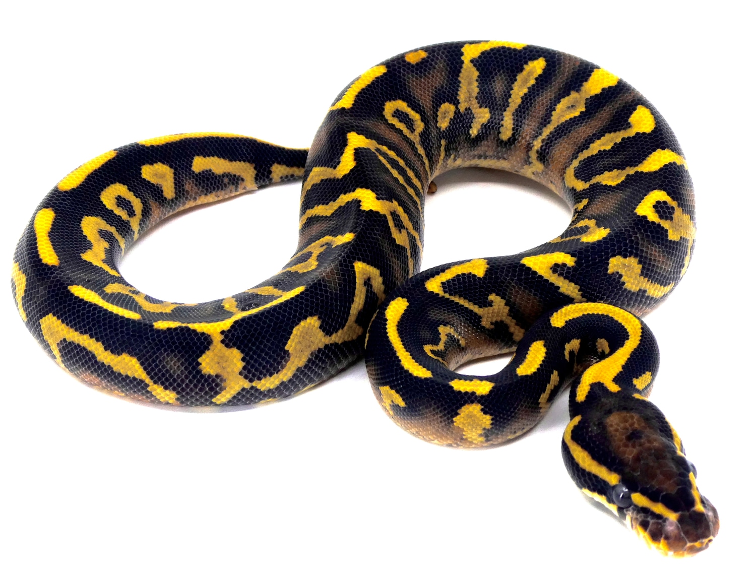 Leopard Super Gravel Ball Python by Balls Of DNA - MorphMarket