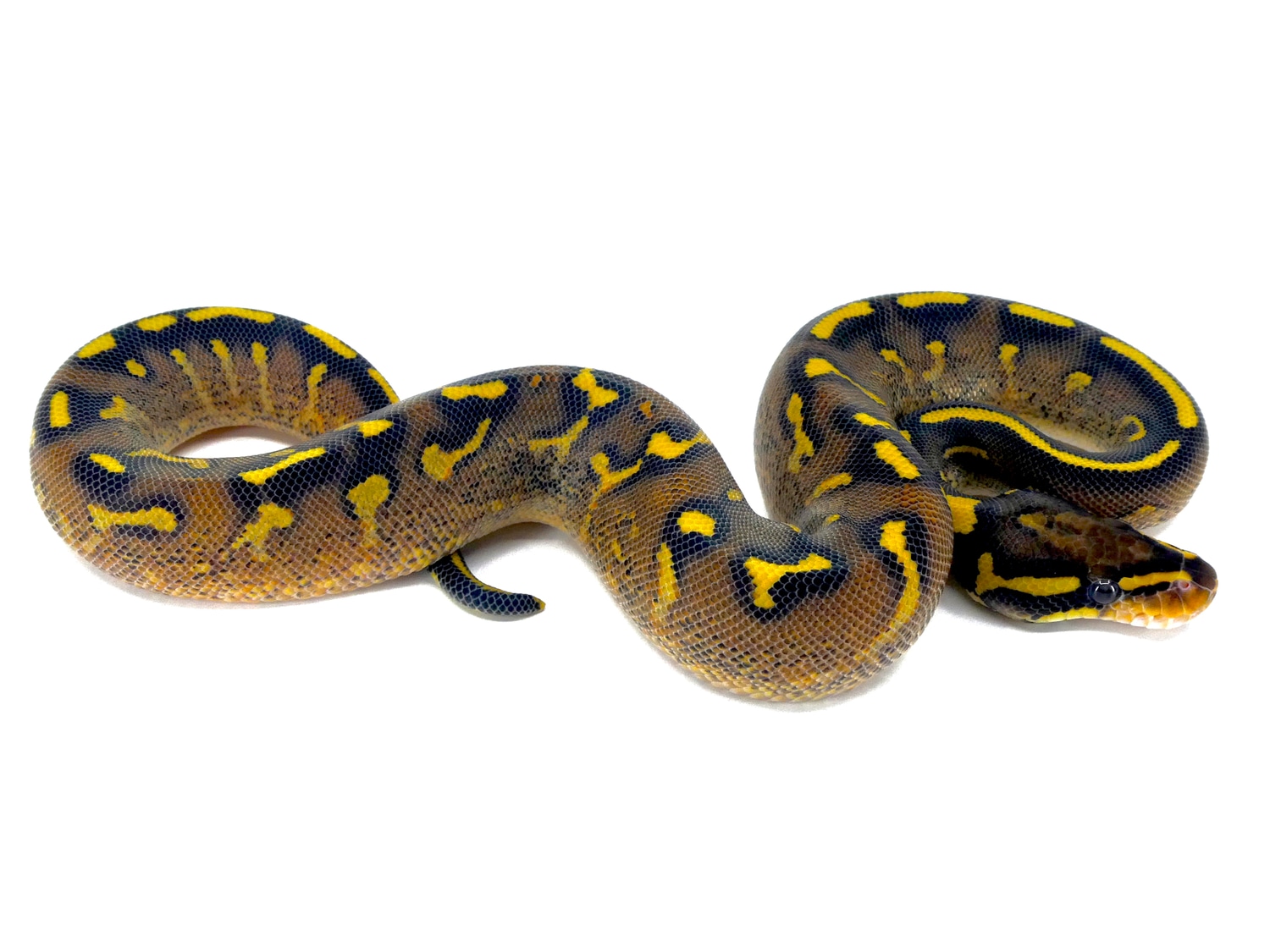 Super Gravel Ball Python by Balls of DNA - MorphMarket