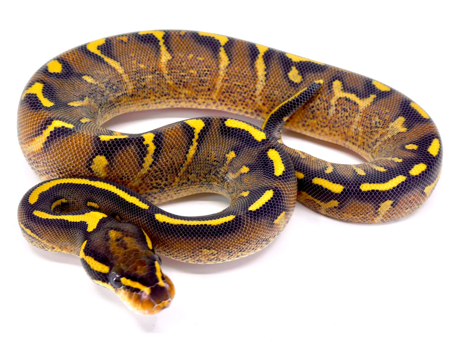 Super Gravel Ball Python by Balls of DNA - MorphMarket