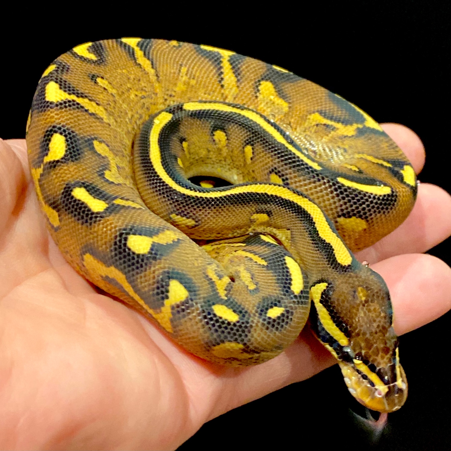 Super Gravel Ball Python by Balls of DNA - MorphMarket