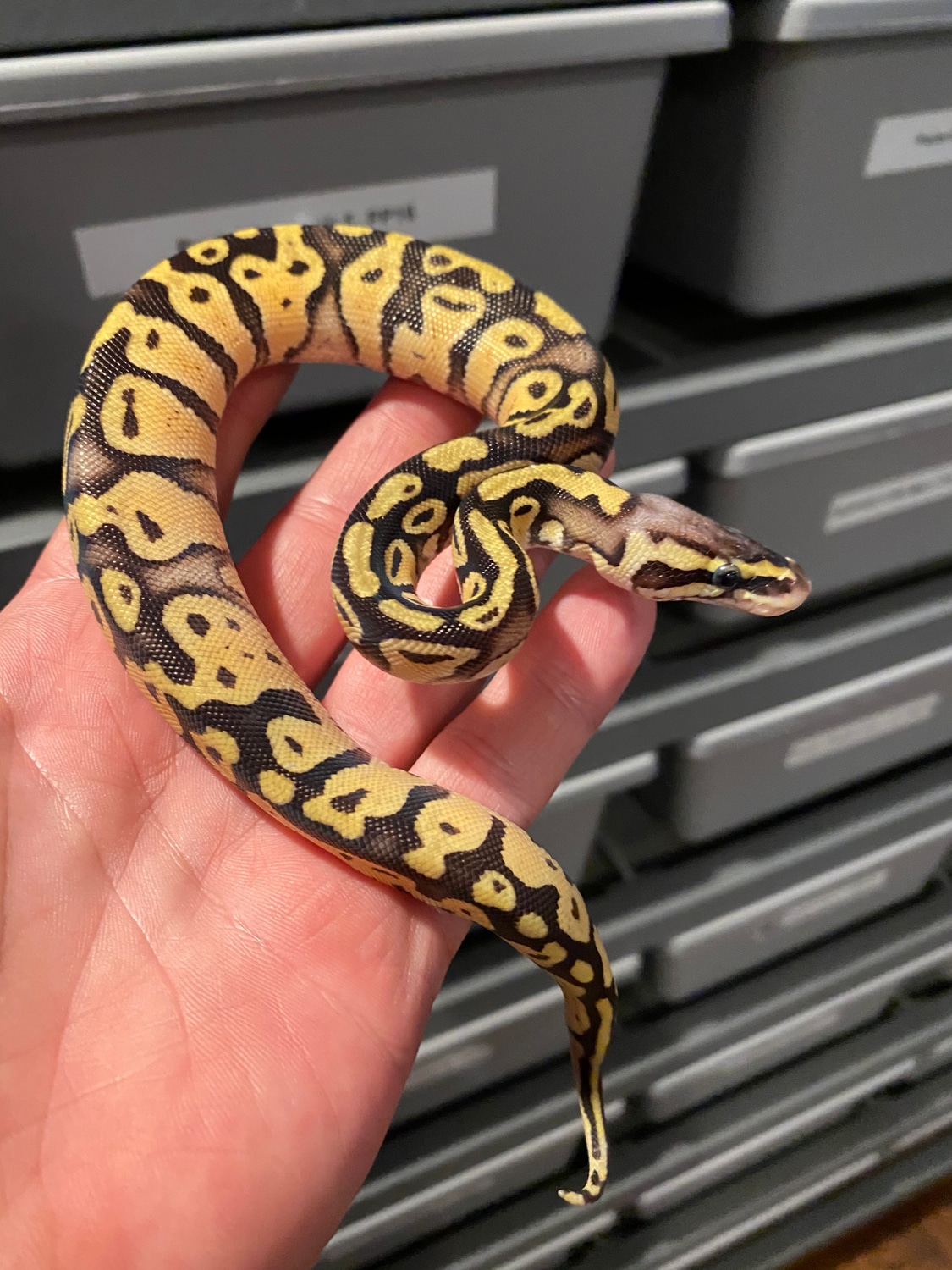 Pastel Het Dreamsicle Poss Paradox Ball Python by Balls of DNA ...