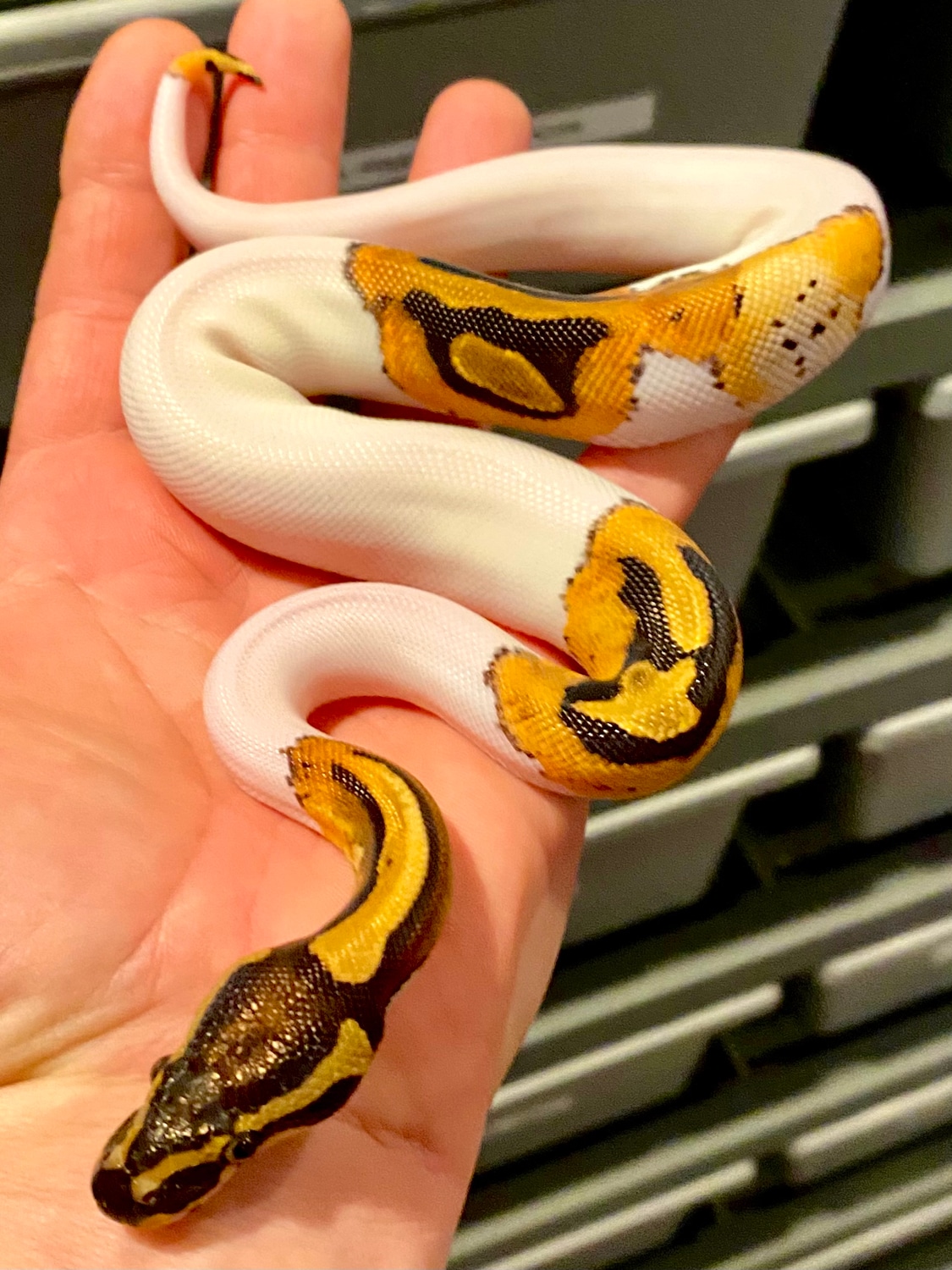 Pied Het Lavender Possible Leopard/YB/paradox Ball Python by Balls Of ...
