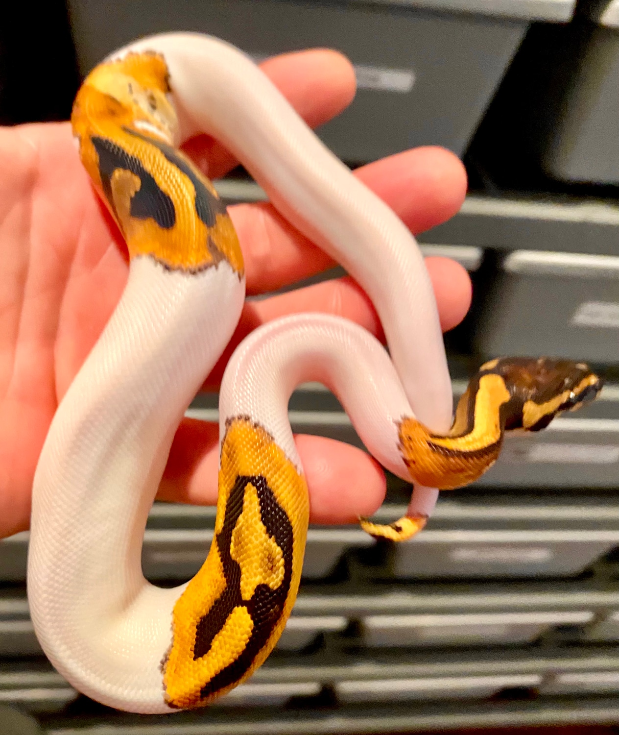 Pied Het Lavender Possible Leopard/YB/paradox Ball Python by Balls Of ...