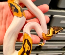 Pied Het Lavender Possible Leopard/YB/paradox Ball Python by Balls Of DNA - MorphMarket