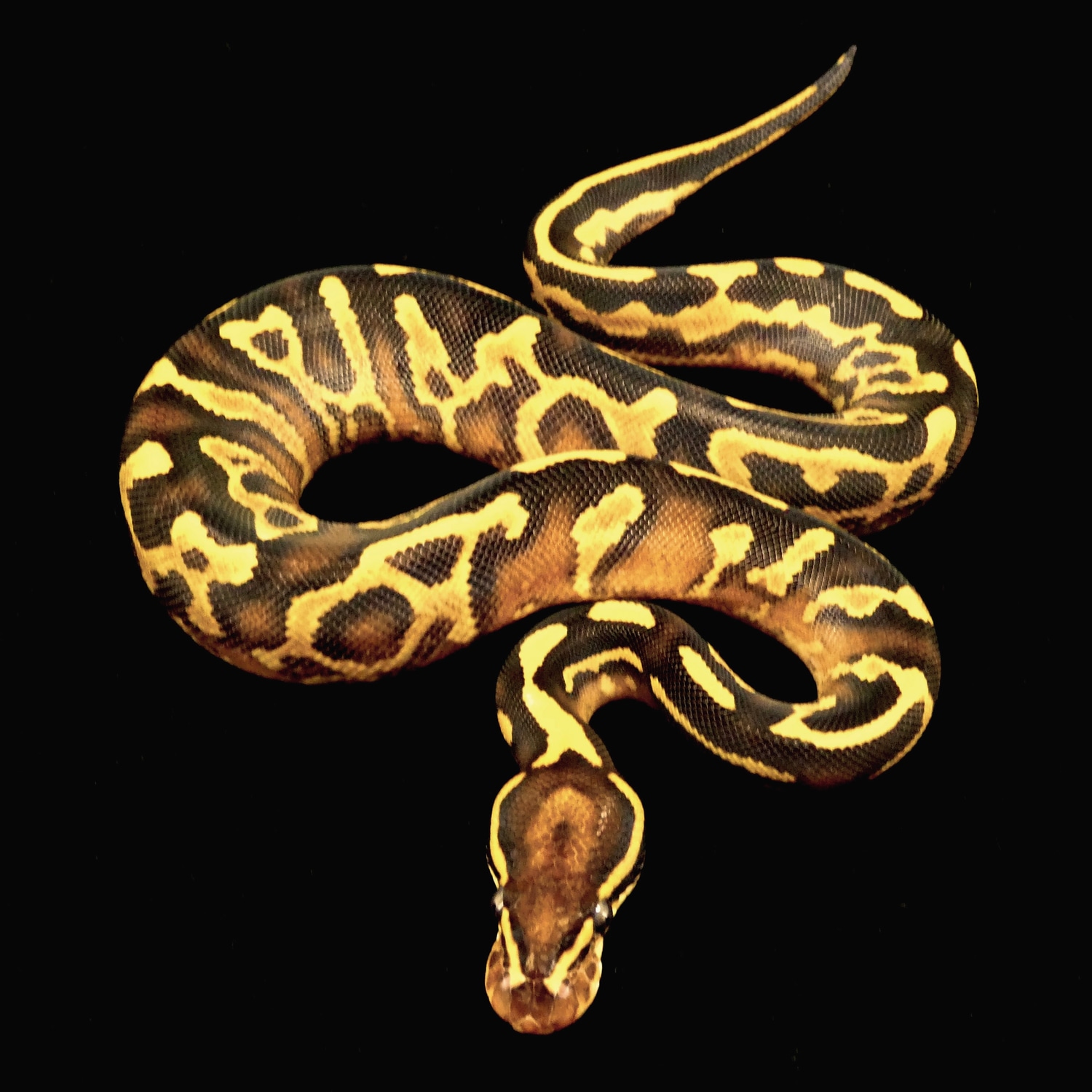 Leopard Super Gravel Ball Python by Balls of DNA - MorphMarket