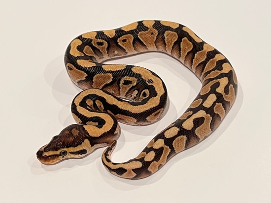 Mocha Fire 100% Het Clown (Poss Enchi) Ball Python by Balls of DNA
