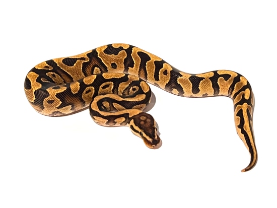 Adult Mocha Fire 100% Het Clown (Poss Enchi) Ball Python by Balls of DNA