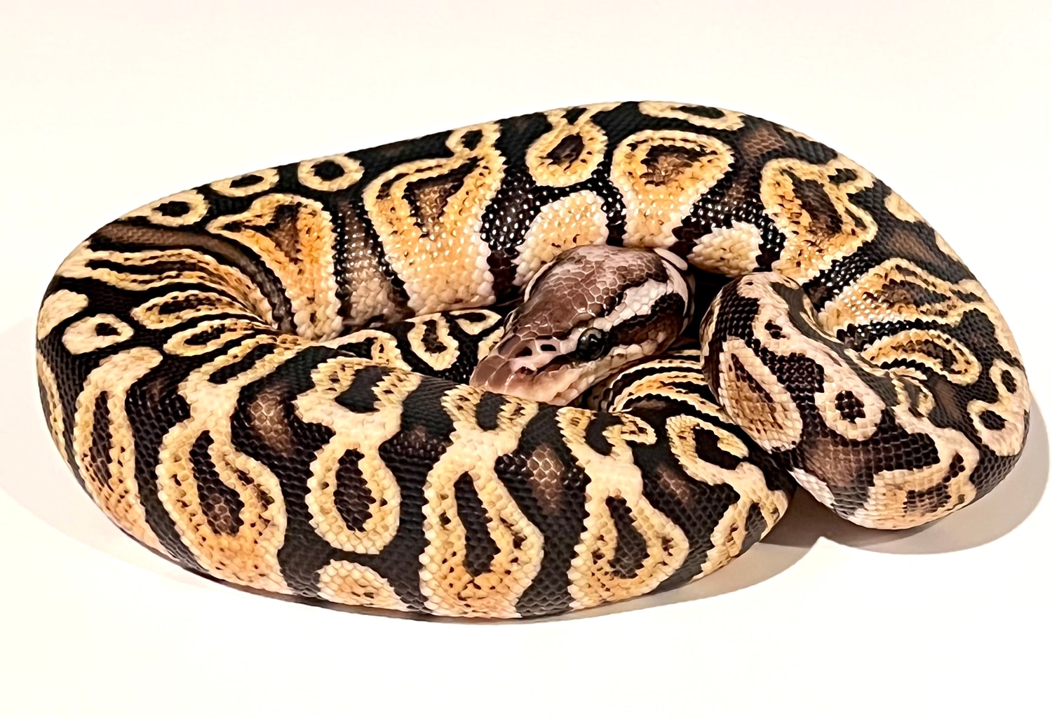Spotnose Ghi Pastel (Poss Super Pastel) Ball Python by Balls of DNA ...
