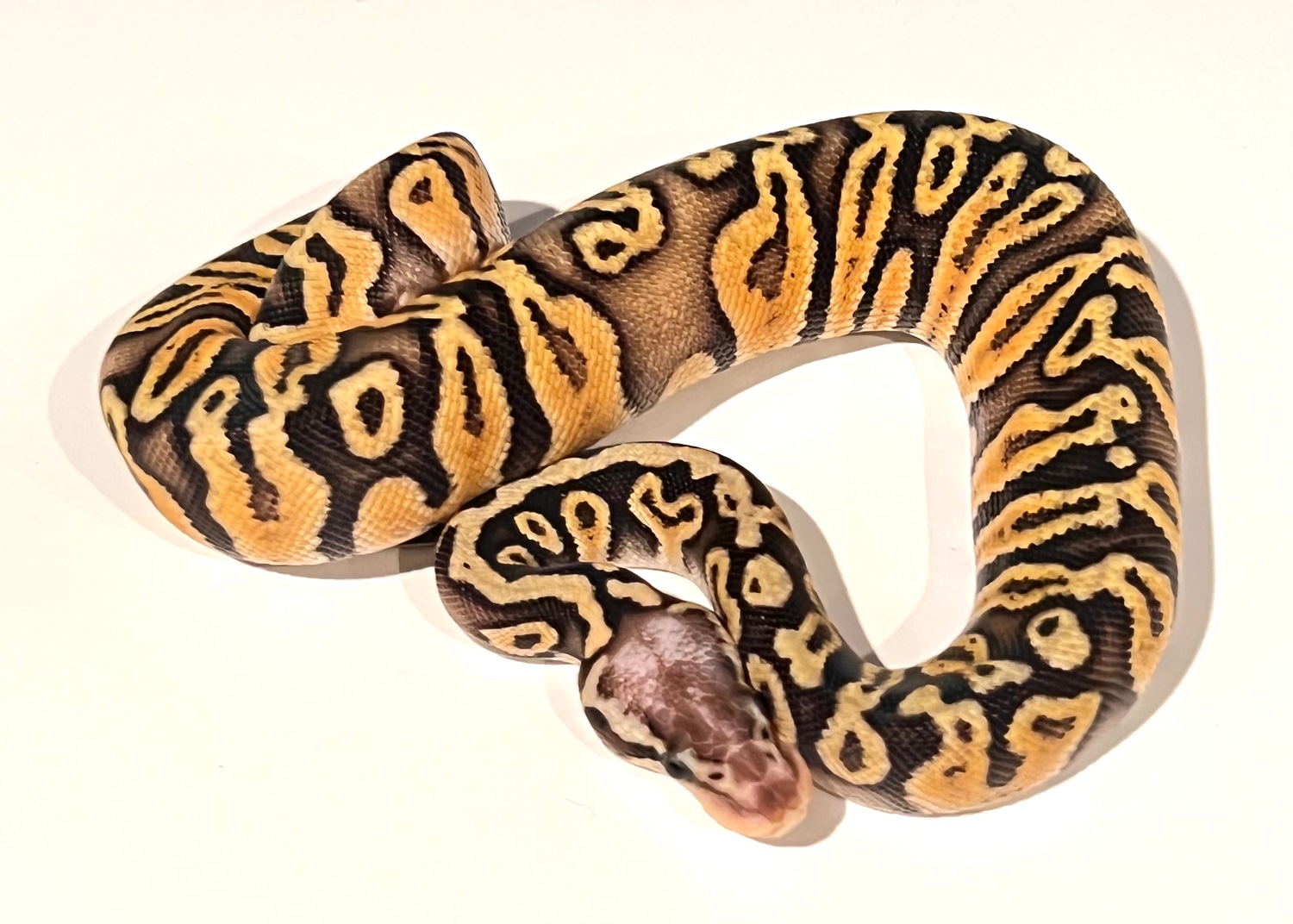 Super Pastel Ghi Ball Python by Balls of DNA - MorphMarket