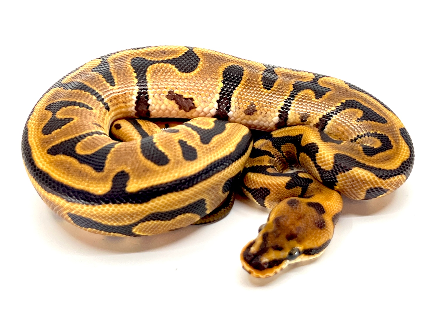 Leopard Woma aka Raven’s Claw pos het ghost