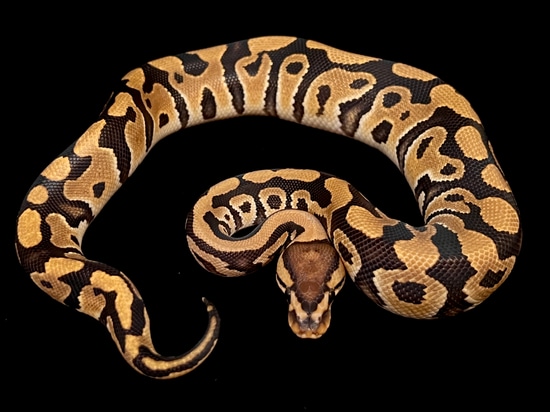 Crypton QH: Clown Cryptic Desert Ghost G-Stripe Ball Python by Balls of DNA