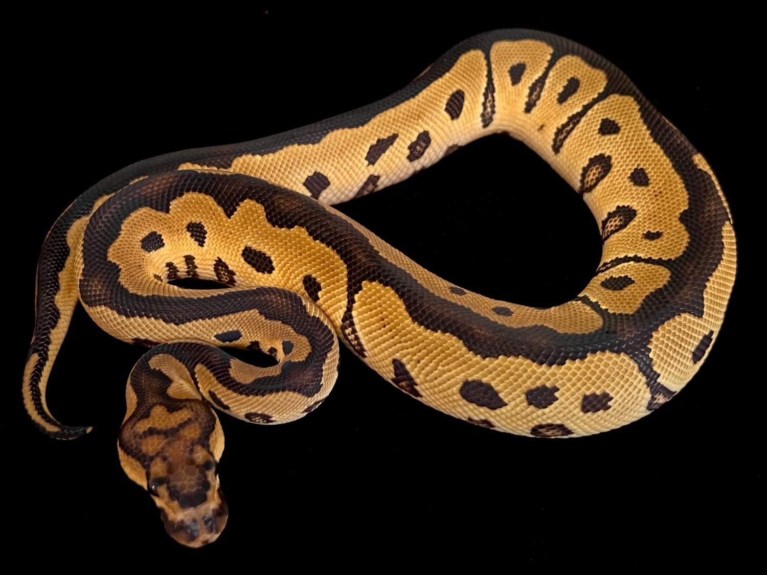 Adult Spotnose Clown Blade JKR Dam And Sire Ball Python by Balls of DNA ...