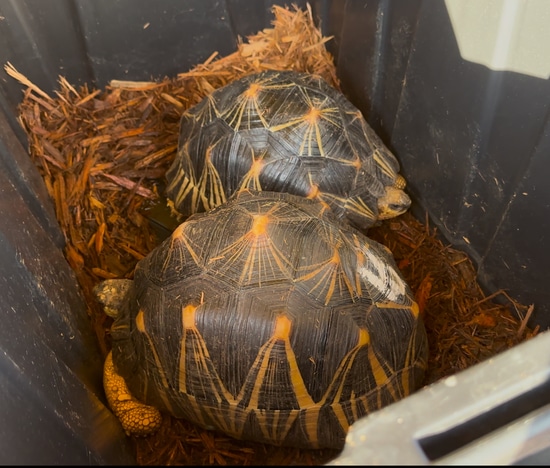 Trio Of Radiated Tortoises (SC) by DanTheTurtleMan