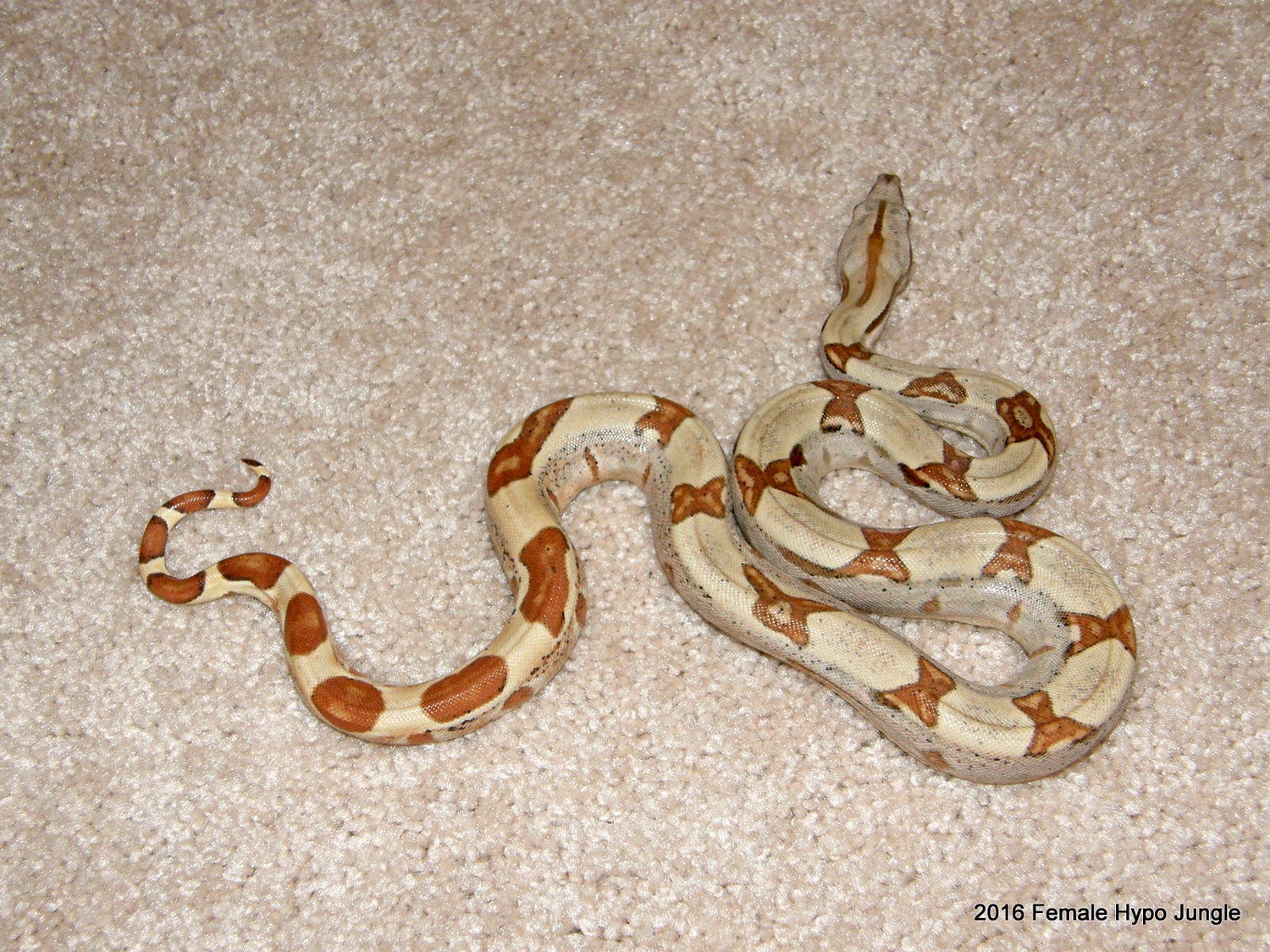 Hypo Jungle Het Albino Boa Boa Constrictor by KD Reptiles - MorphMarket