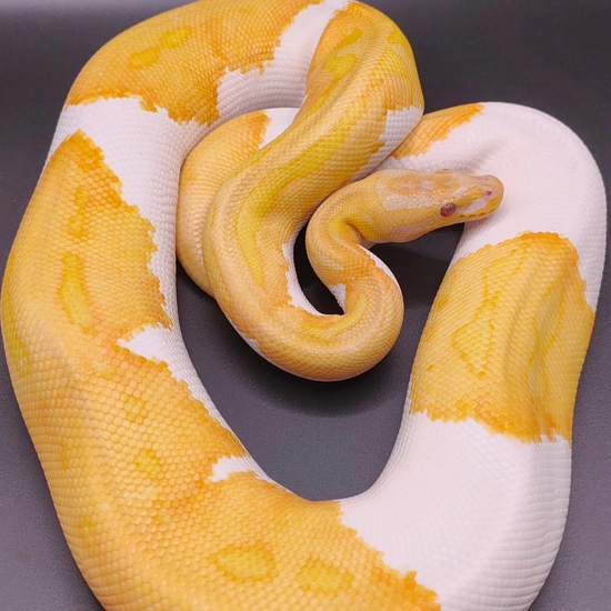 Dreamsicle Ball Python by Dapper Pythons