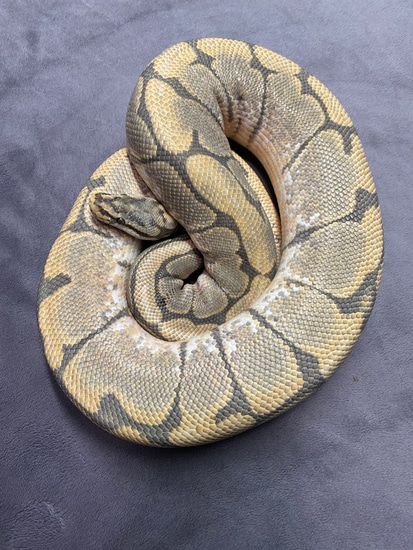 Honeybee Ball Python by Dapper Python Lounge